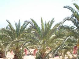 Finicul – Ionel Nica